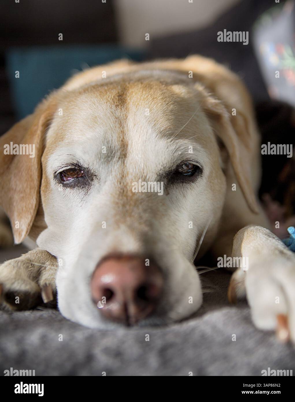 Old Labrador dog sunbathing on a sofa Stock Photo - Alamy