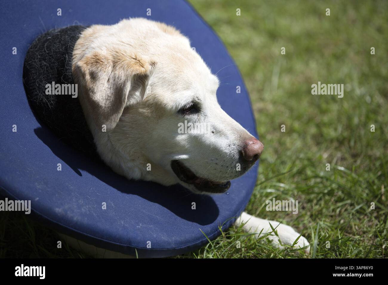 Labrador dog with ruff, 2020 Stock Photo - Alamy