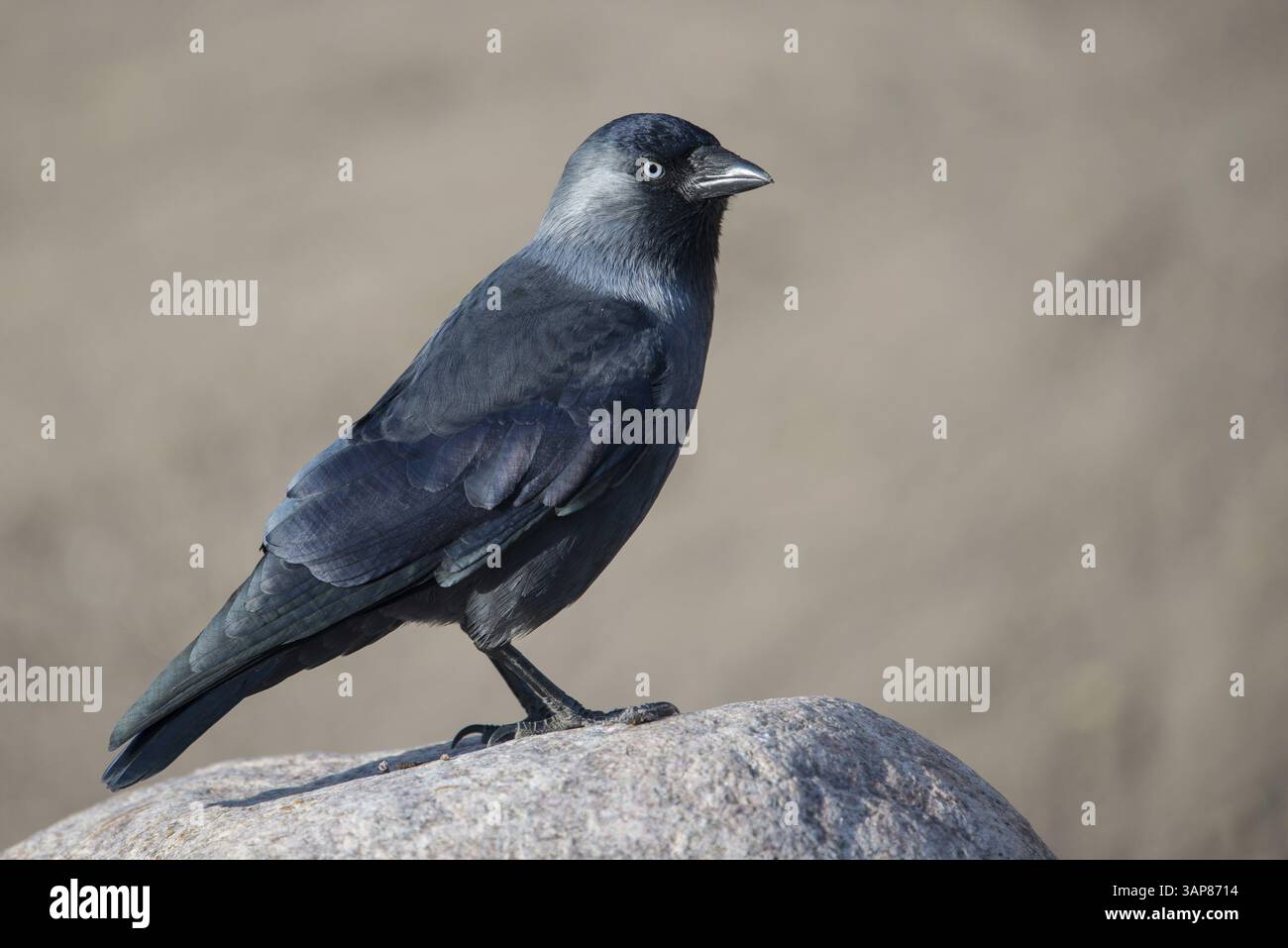 Western Jackdaw, Coloeus monedula sitting on a stone Stock Photo - Alamy