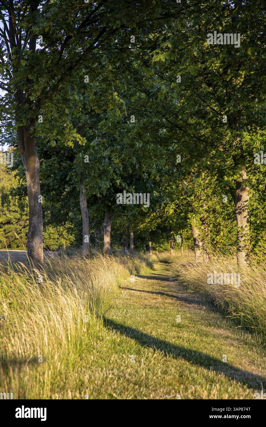 Meadow with paths hi-res stock photography and images - Alamy