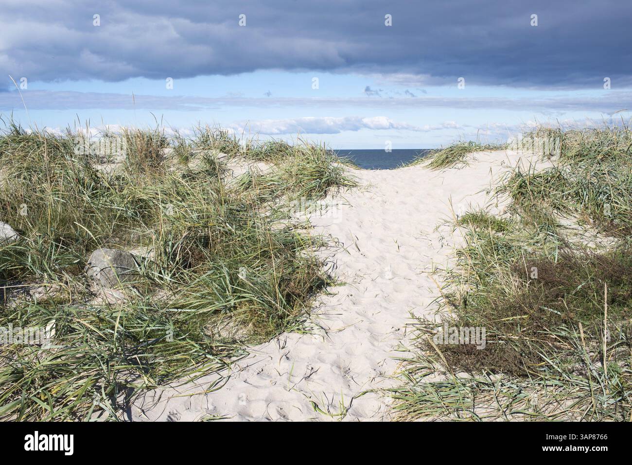 Weg zum Strand durch die Duenen an einem Strand in Daenemark / Path to ...