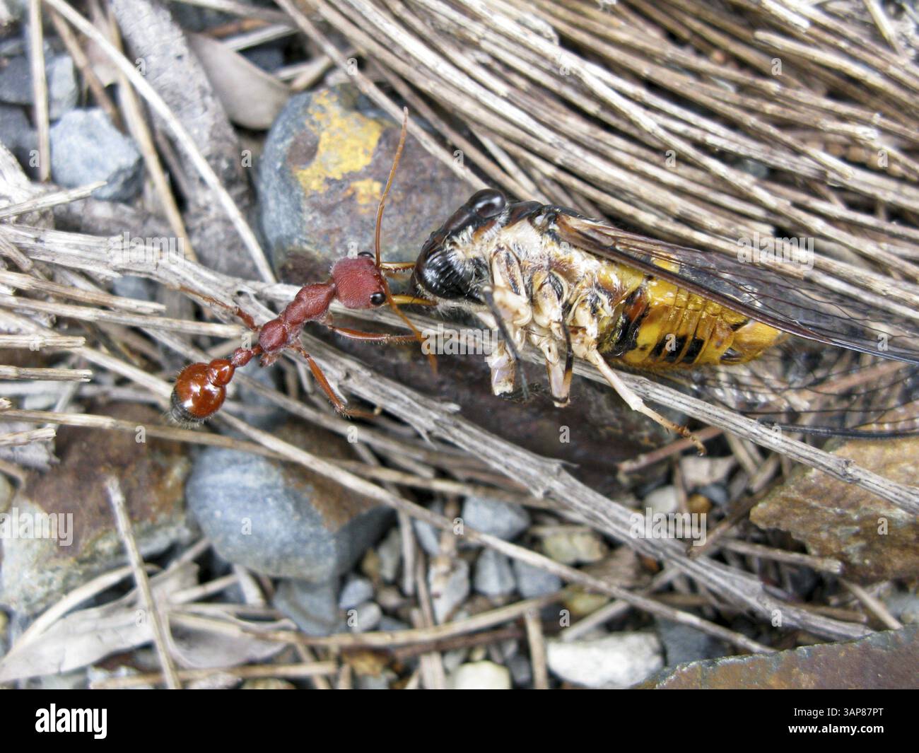 Ant pulling a cicada much larger that itself, Australia, Oceania Stock ...