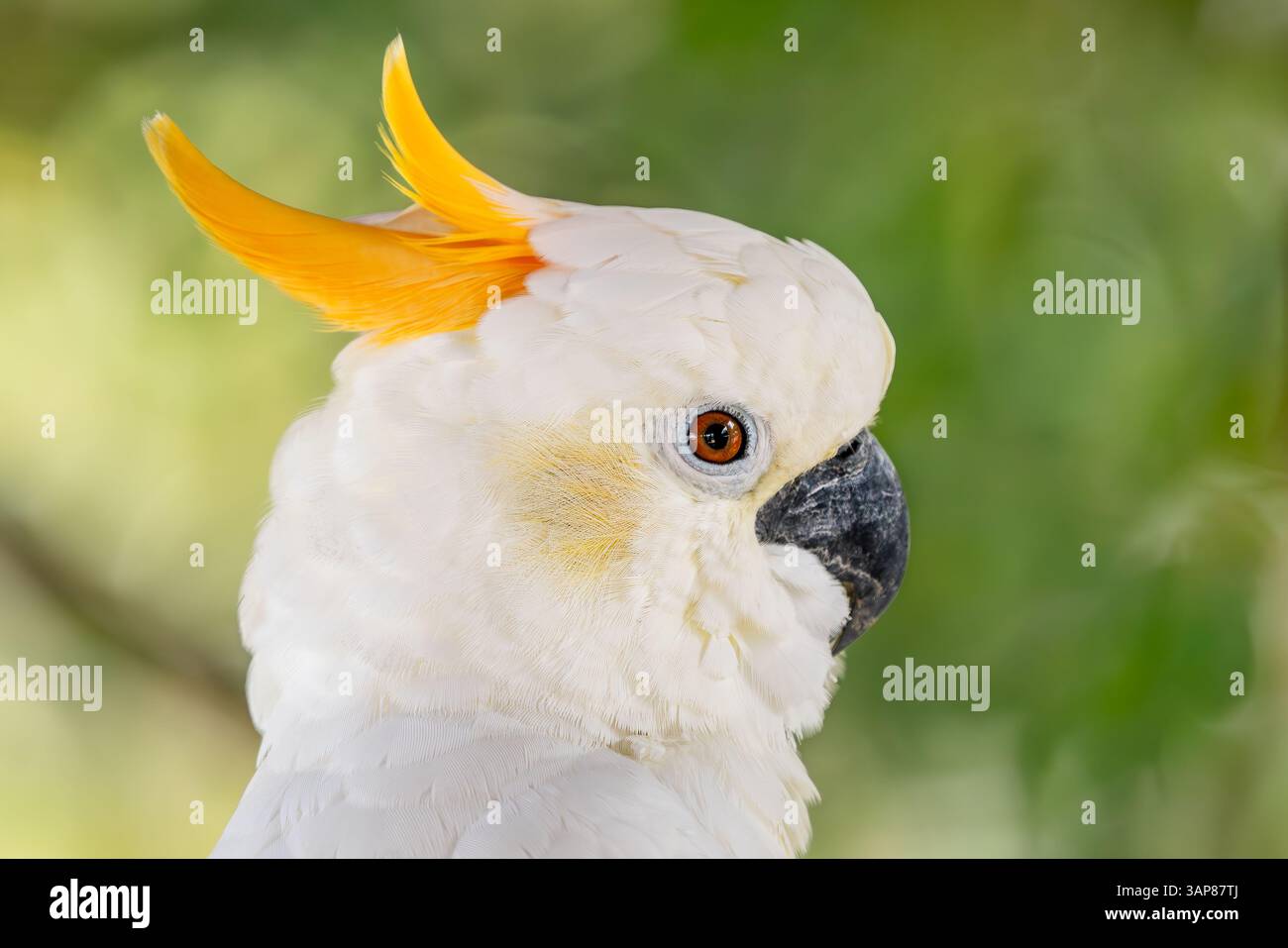 Yellow-crested Cockatoo - Cacatua sulphurea, portrait of beautiful ...