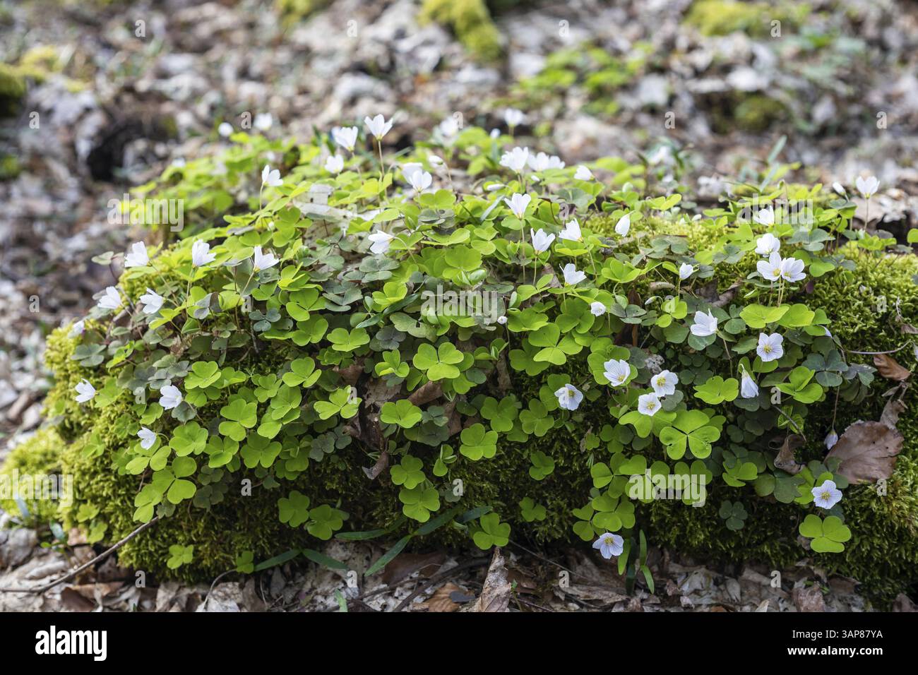 Clover ground cover in the forest Stock Photo - Alamy