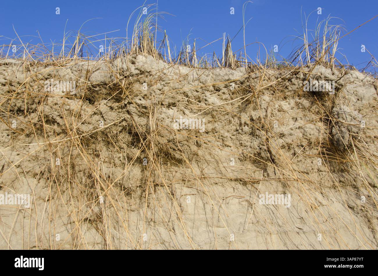 Marram Grass, Ammophila and their root system as seen from below ...