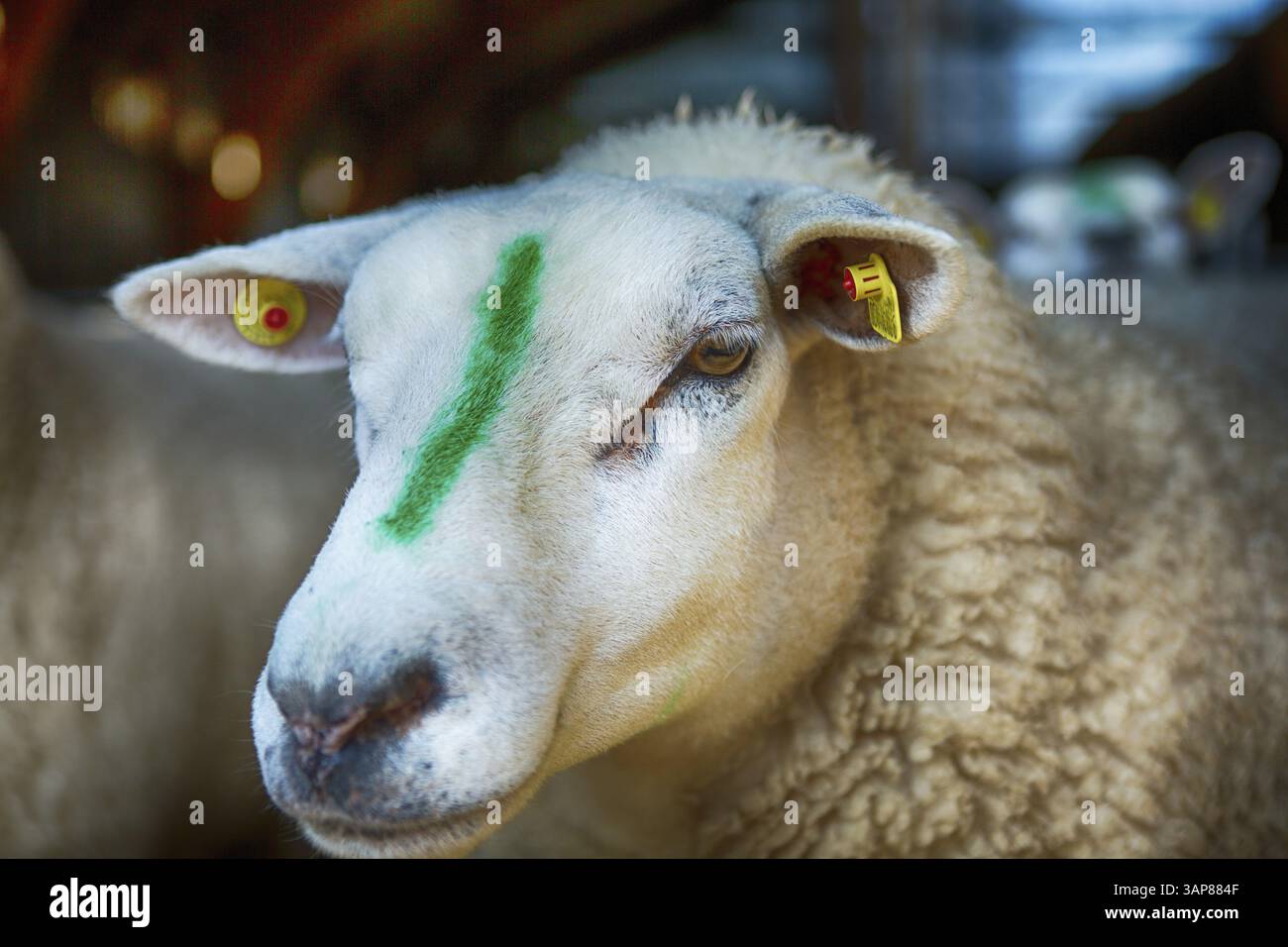 Sheep looks into camera hi-res stock photography and images - Alamy