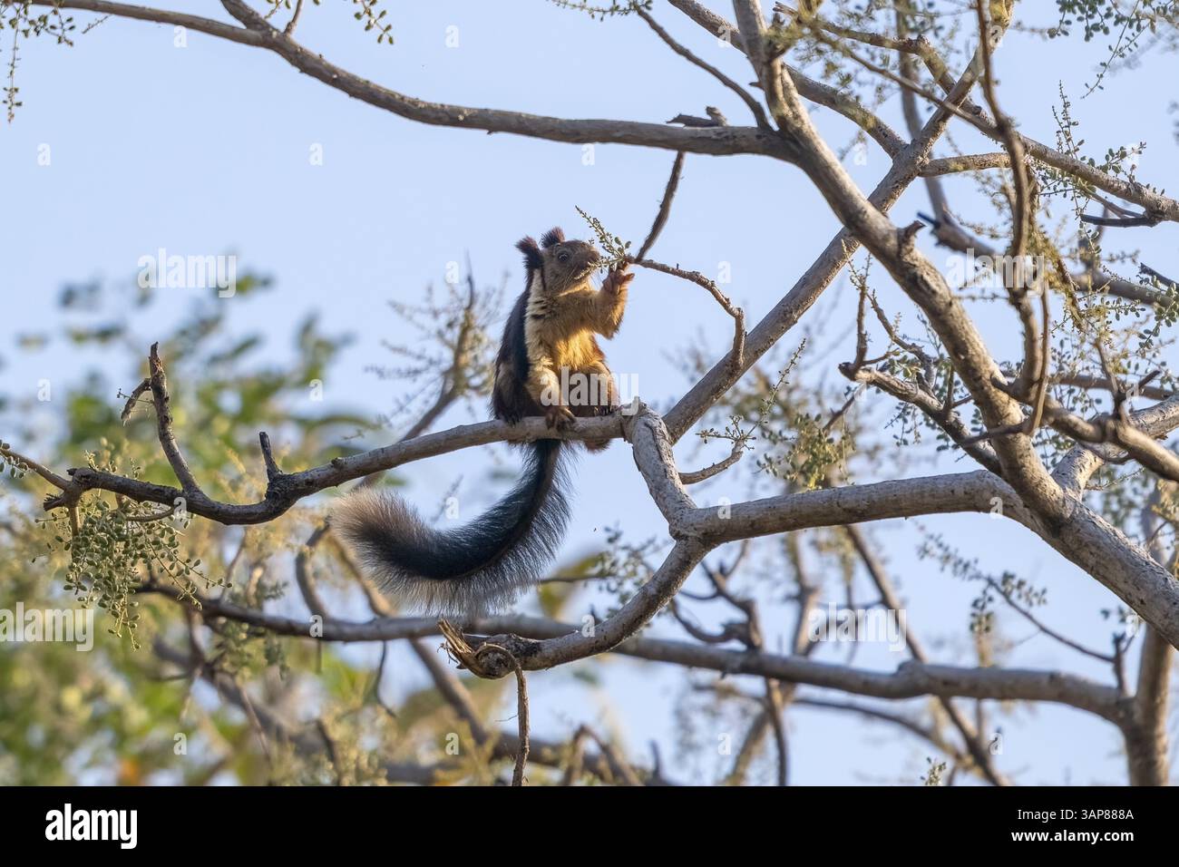 Giant squirrel (Ratufa indica), species of giant squirrel (genus Ratufa ...