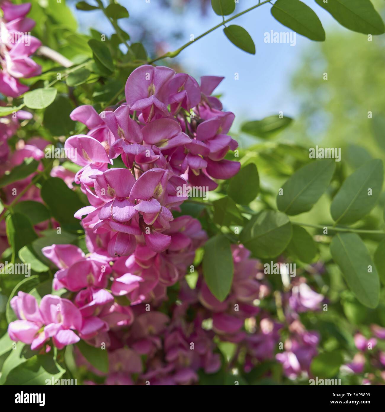 Rose-flowering Robinia Robinia Margaretta Casque Rouge Stock Photo - Alamy