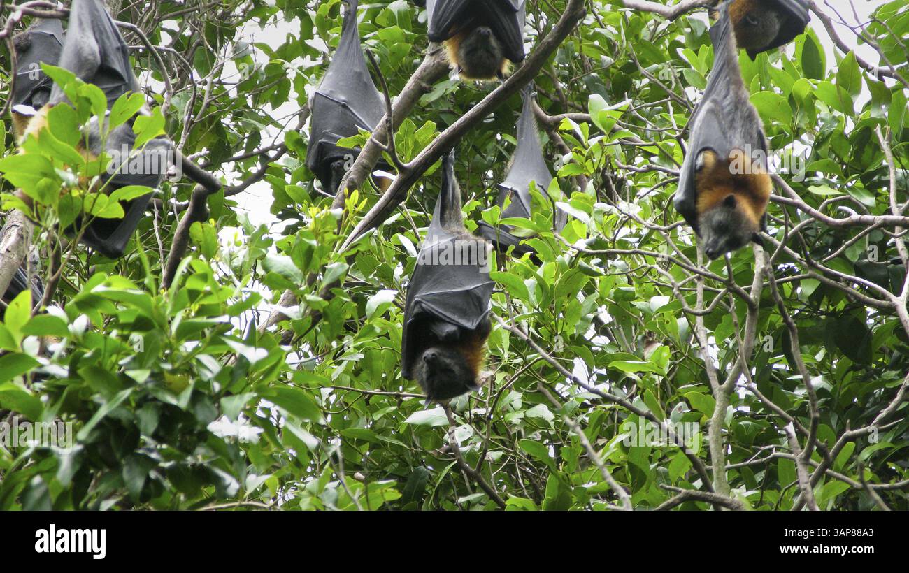 Grey headed flying fox, Pteropus poliocephalus, sleeping in a tree in ...