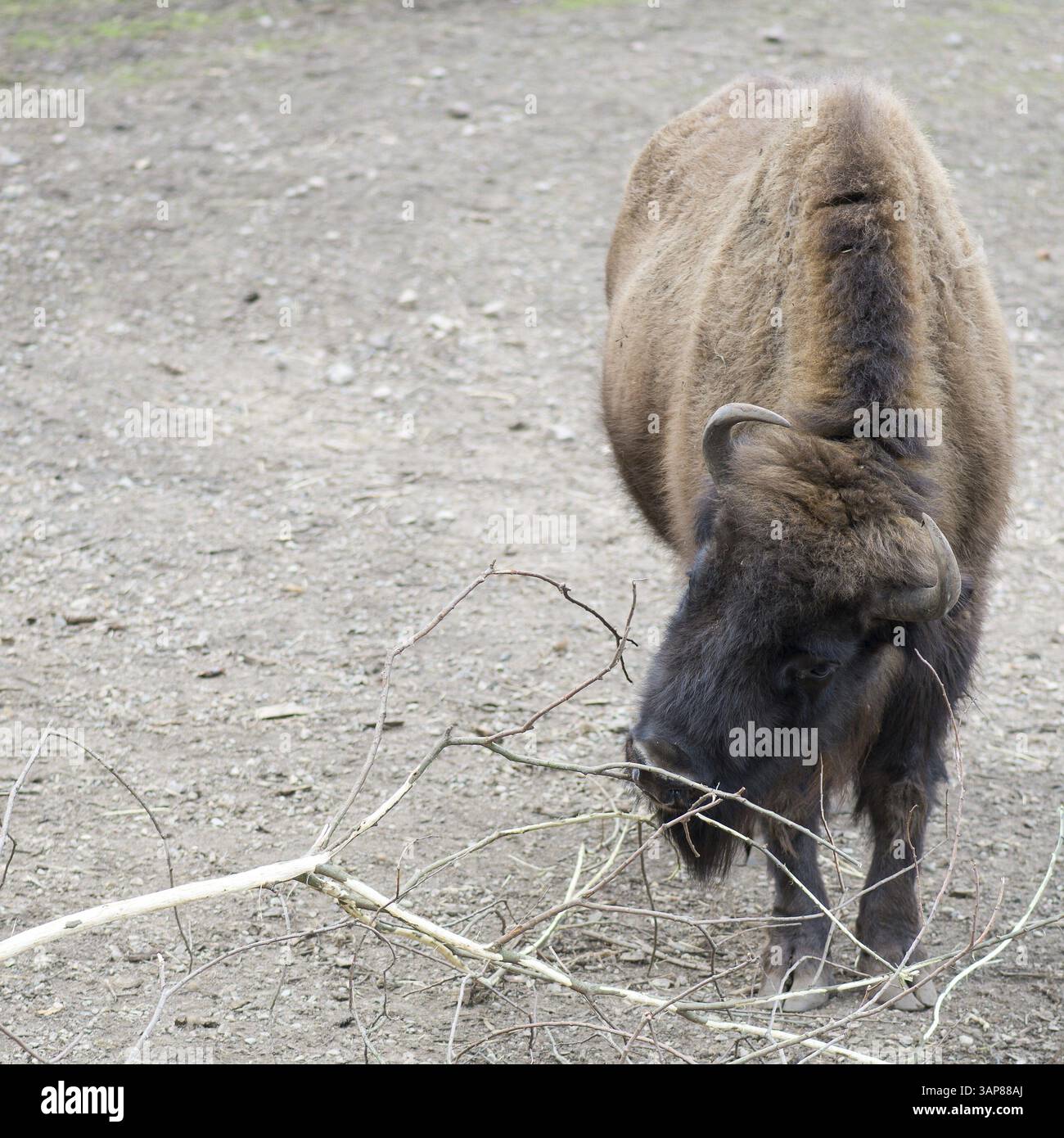European bison, Bison bonasus eating at a tree branch Stock Photo - Alamy