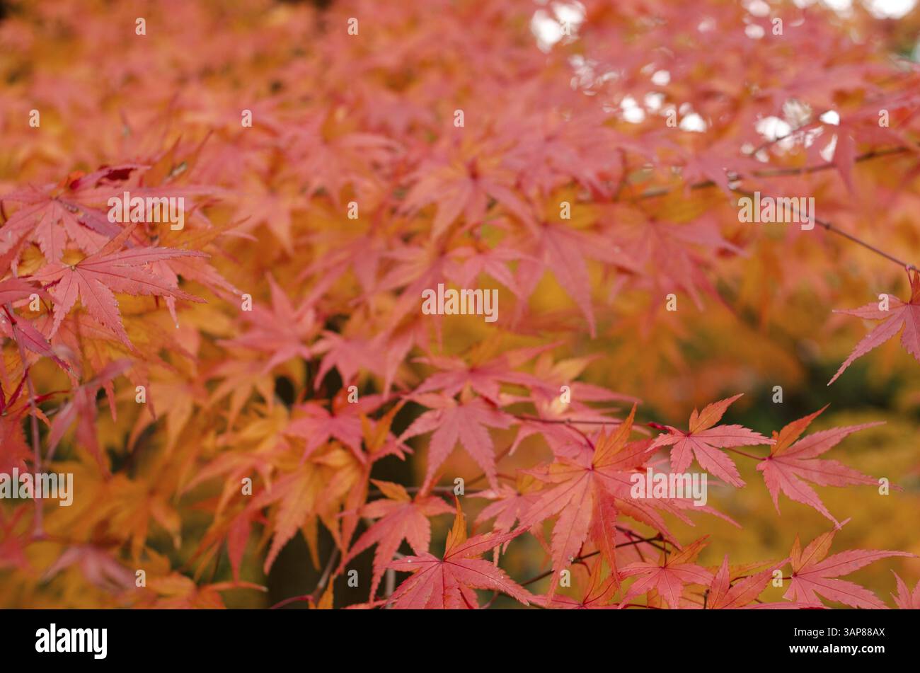 Red leaves of the japanese maple in autumn, foliage, Osaka, Japan, Asia ...