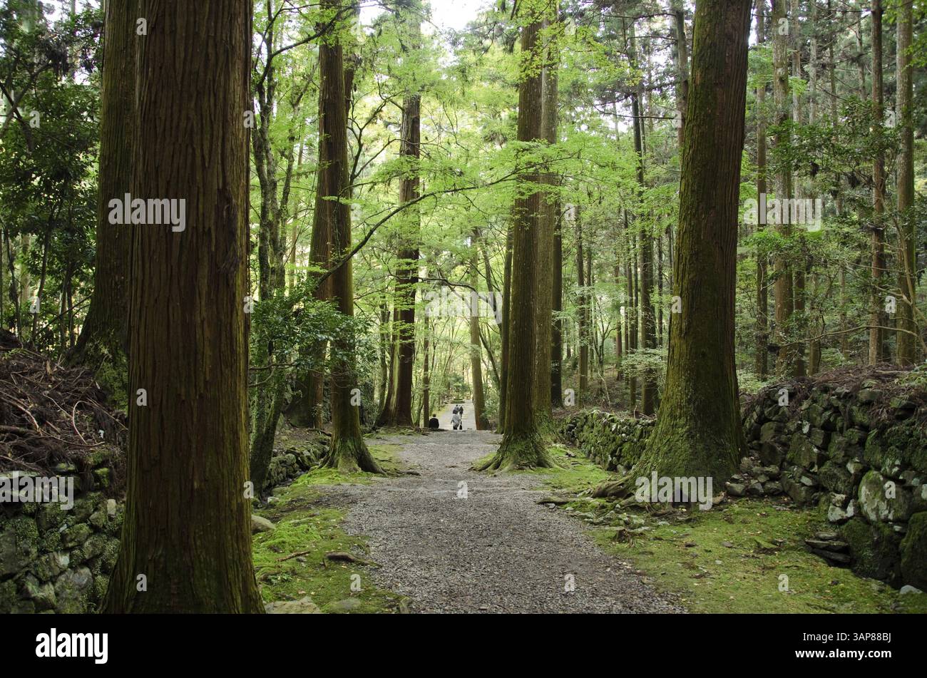 Path in a japanese forest with vivid green leaves and old tall trees ...