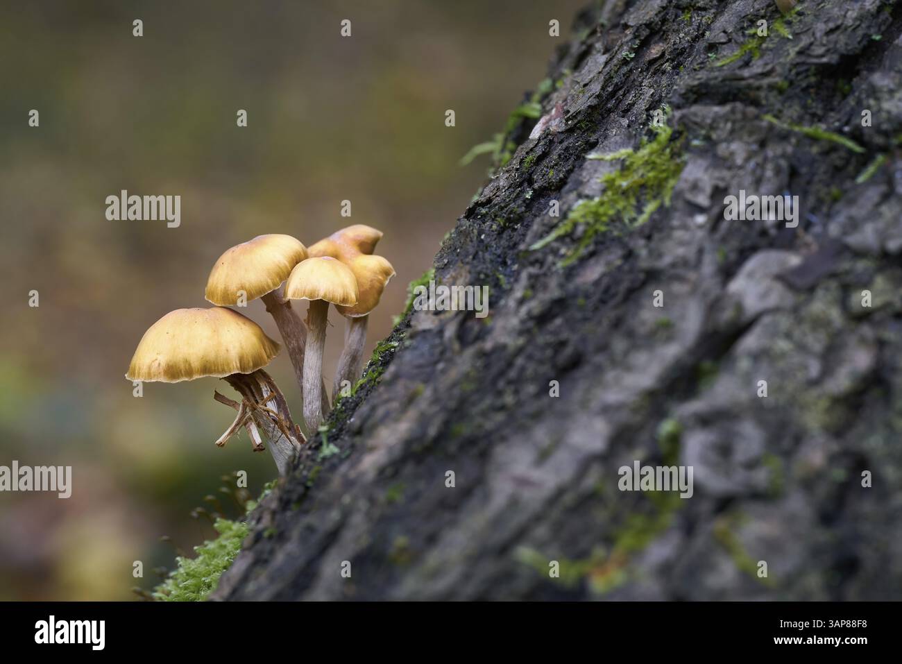 Tree fungi grow on a dead tree Stock Photo - Alamy