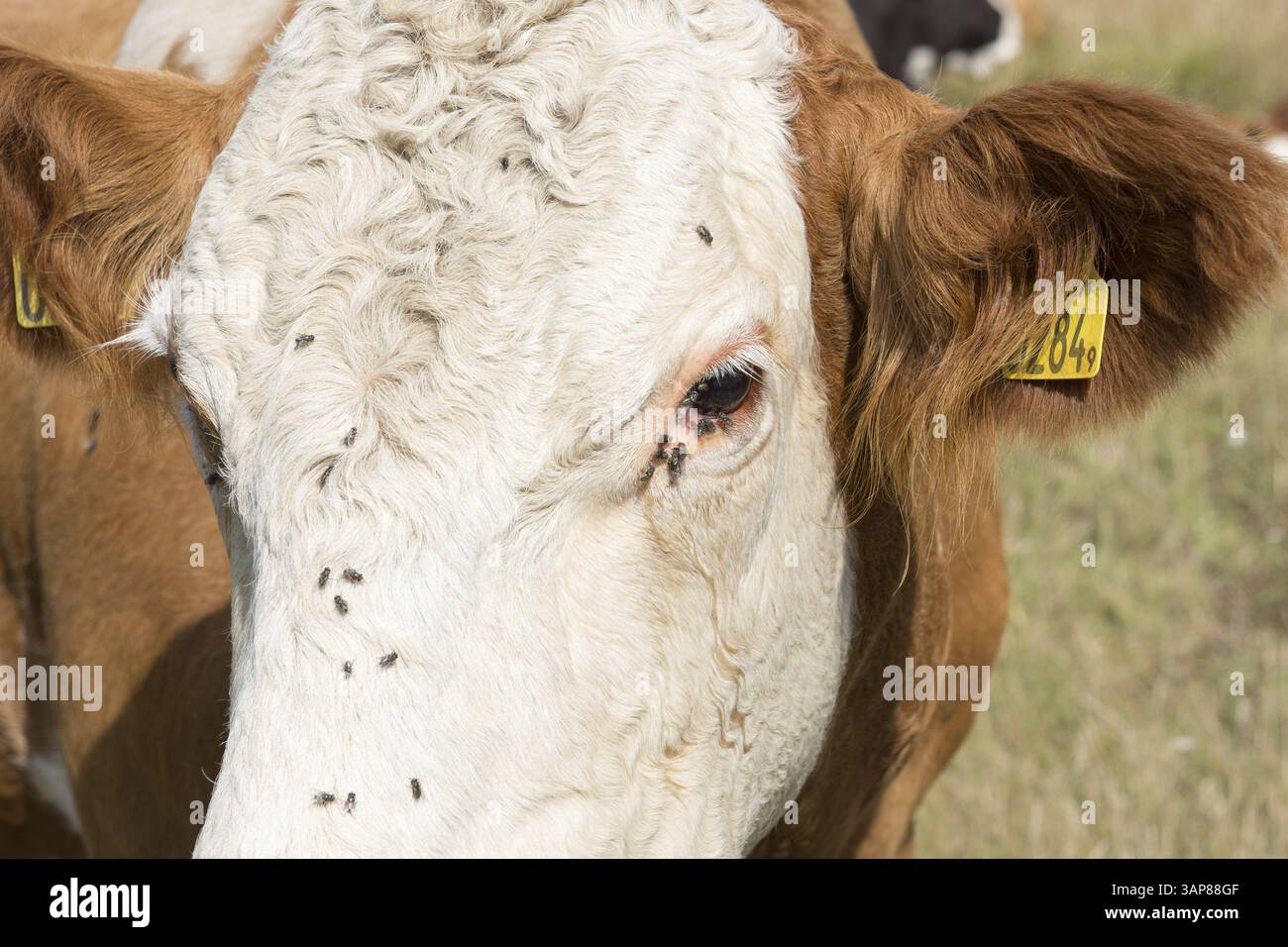 Flies on the head and the eyes of a brown and white cow in summer with ...