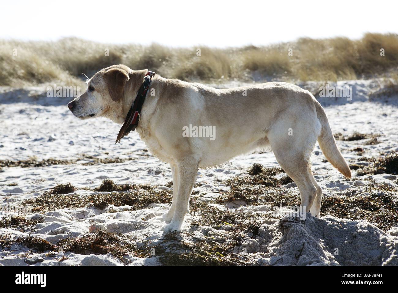 Blonde Labrador on the beach at the Baltic Sea, Germany, Europe Stock ...