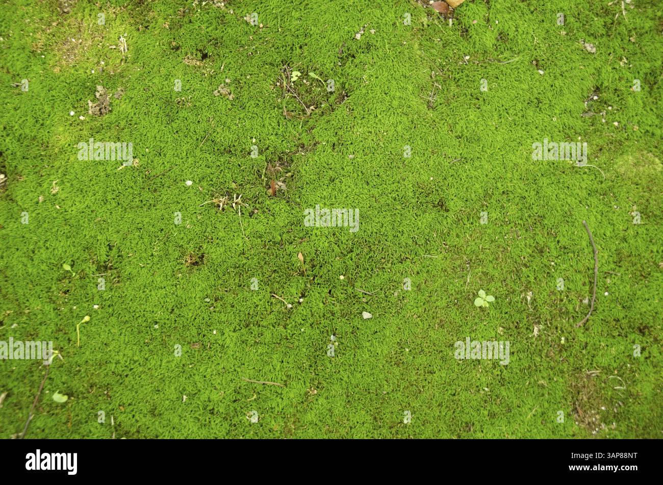 Closeup of a moss in forest, green background, Japan, Asia Stock Photo ...