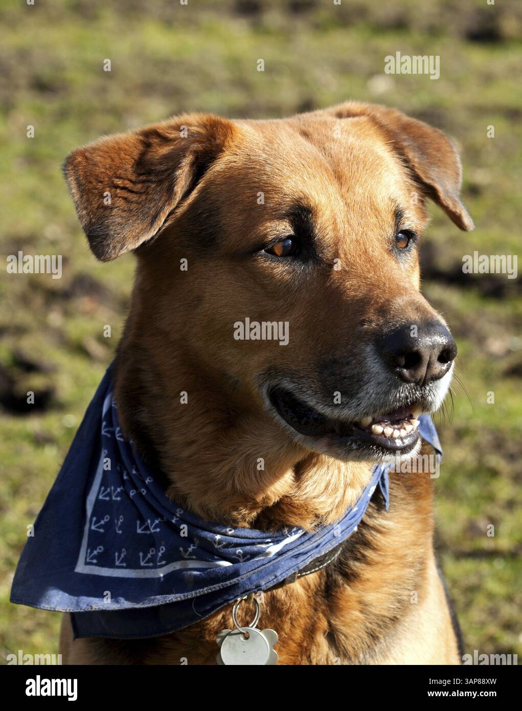 Portrait belgian shepherd mix hi-res stock photography and images - Alamy