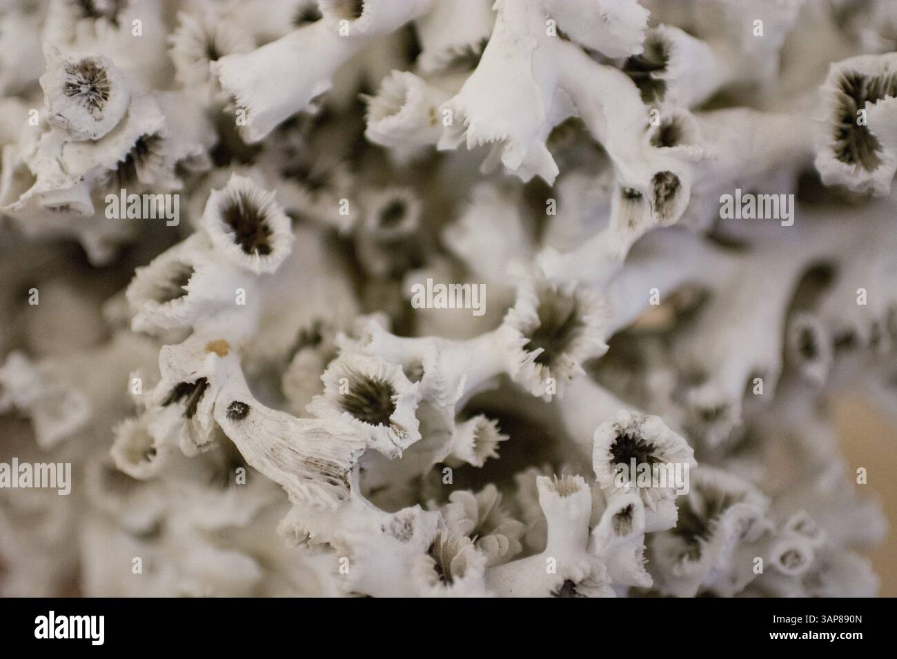Coral closeup view hi-res stock photography and images - Alamy