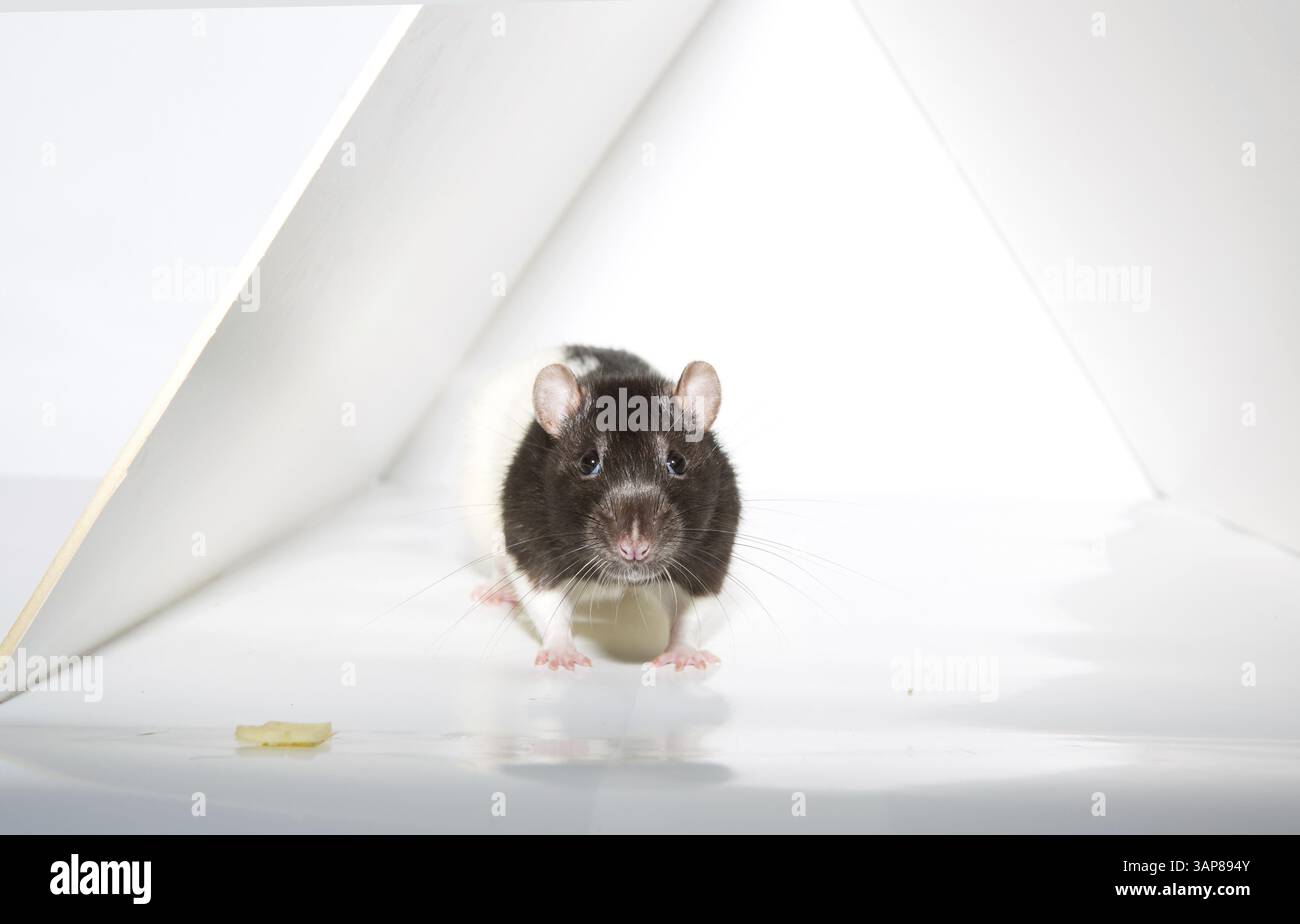 A pet rat looks into the camera Stock Photo - Alamy