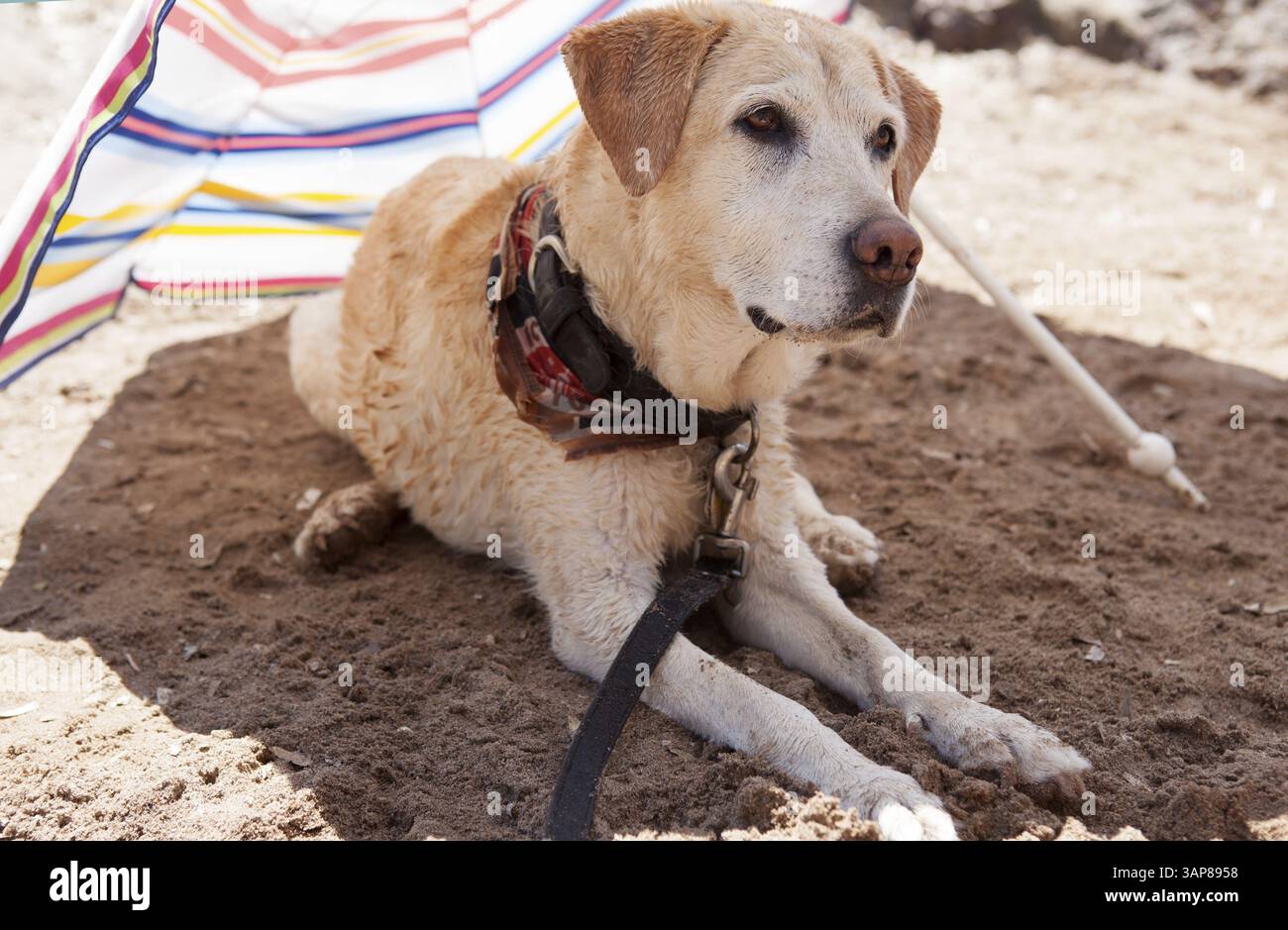 Labrador under a parasol on the beach in Frejus, South of France 2017 ...