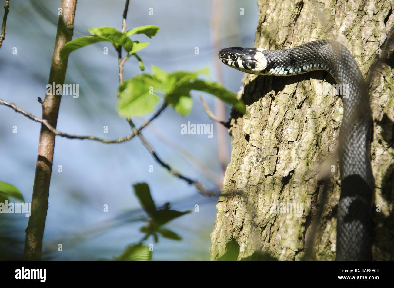 Snakes climbing hi-res stock photography and images - Alamy
