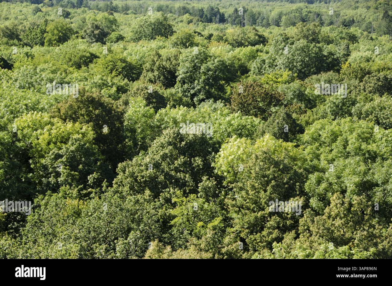 Deciduous beech forest canopy as seen from above in summer in Germany ...