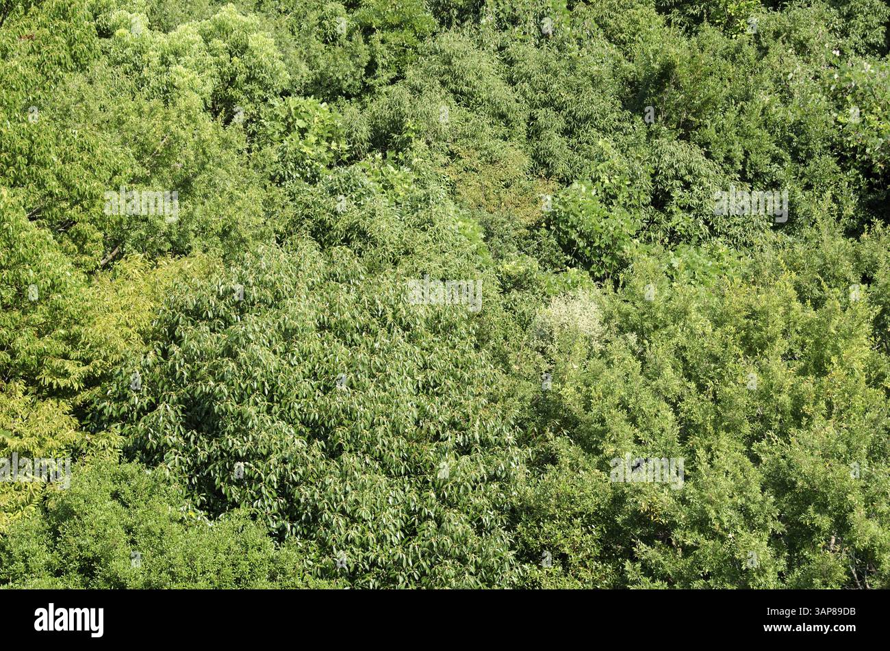 Japanese deciduous forest canopy as seen from above in summer in Osaka ...