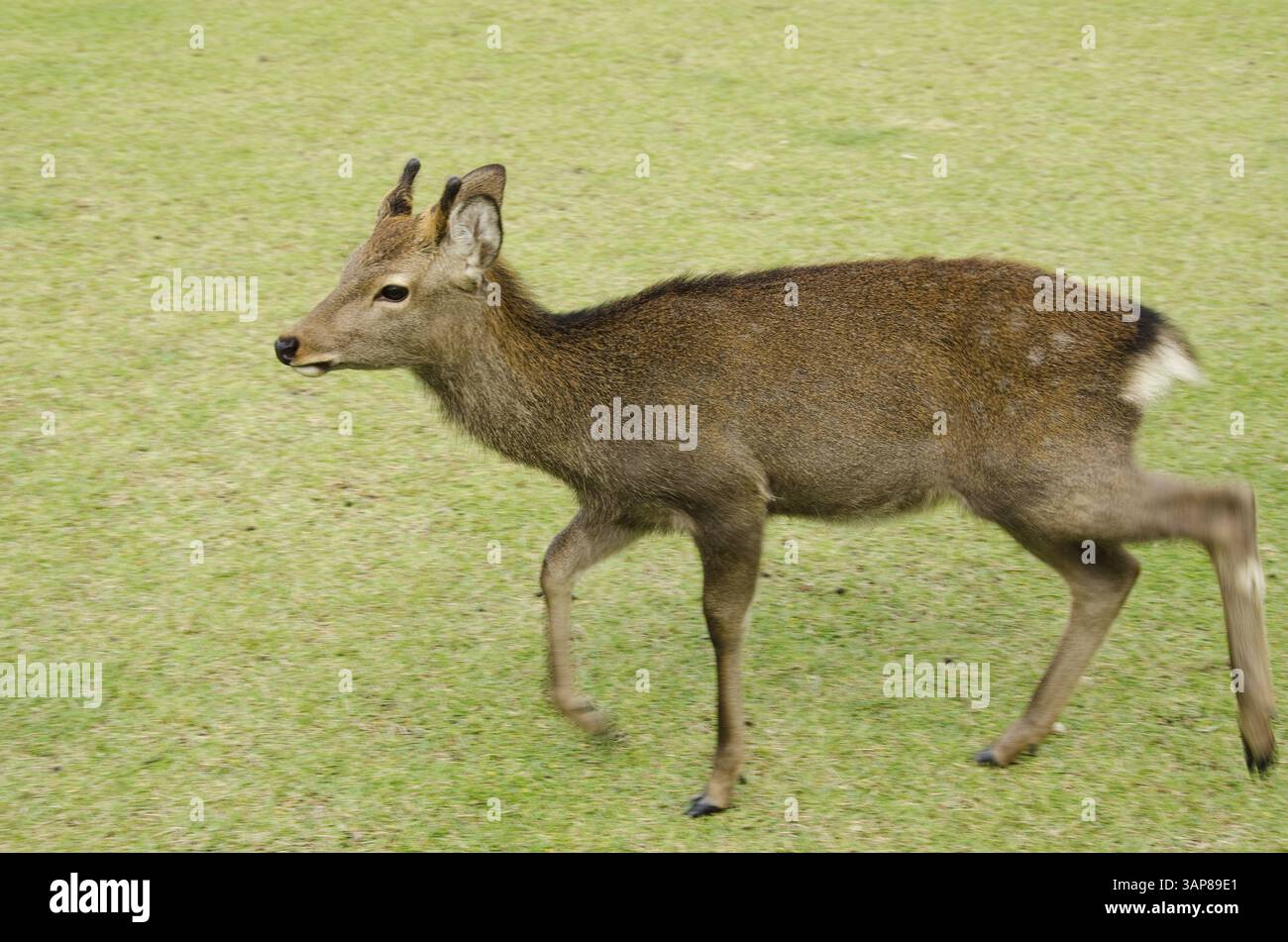 Young male Sika Deer, Cervus nippon, walking on a meadow in Nara, Japan ...