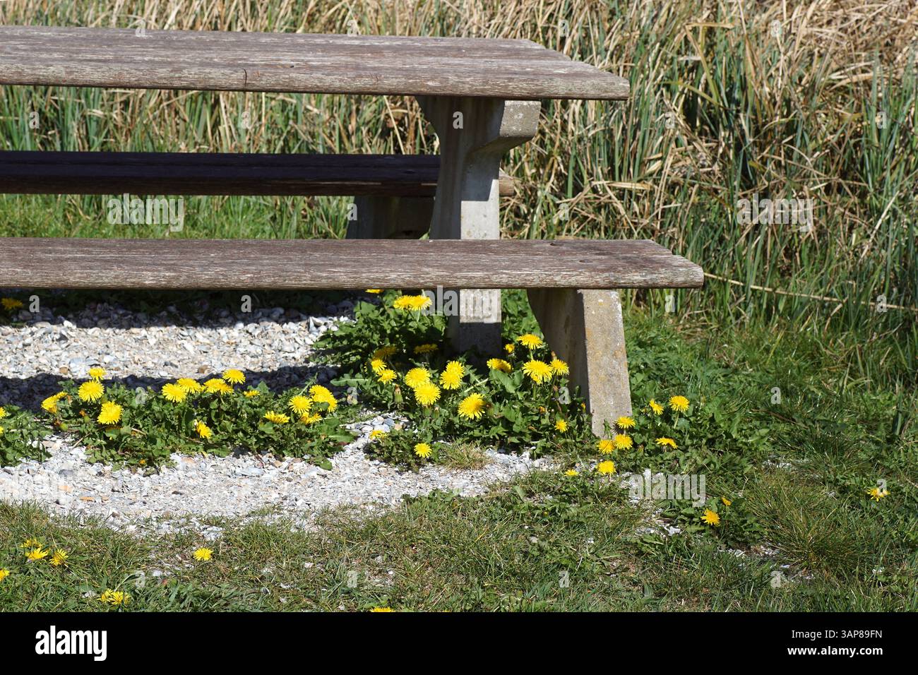 Close up wooden and concrete picnic table and bench in the verge with ...