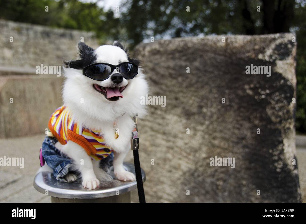 Cool dog with clothes and sunglasses in Japan, Osaka, Japan, Asia Stock ...