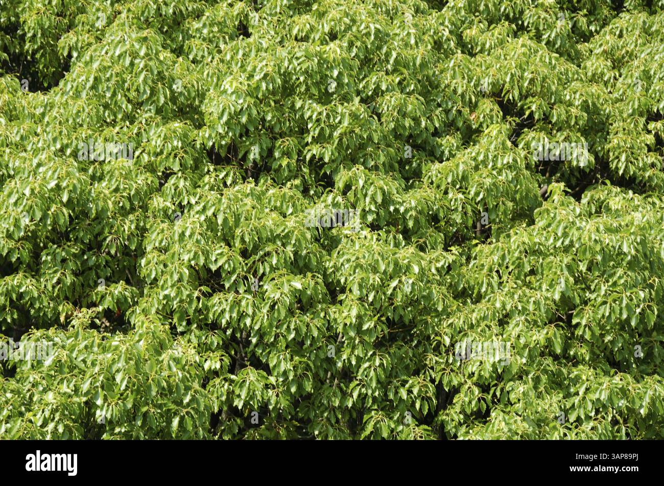 Japanese deciduous forest canopy as seen from above in summer in Osaka ...