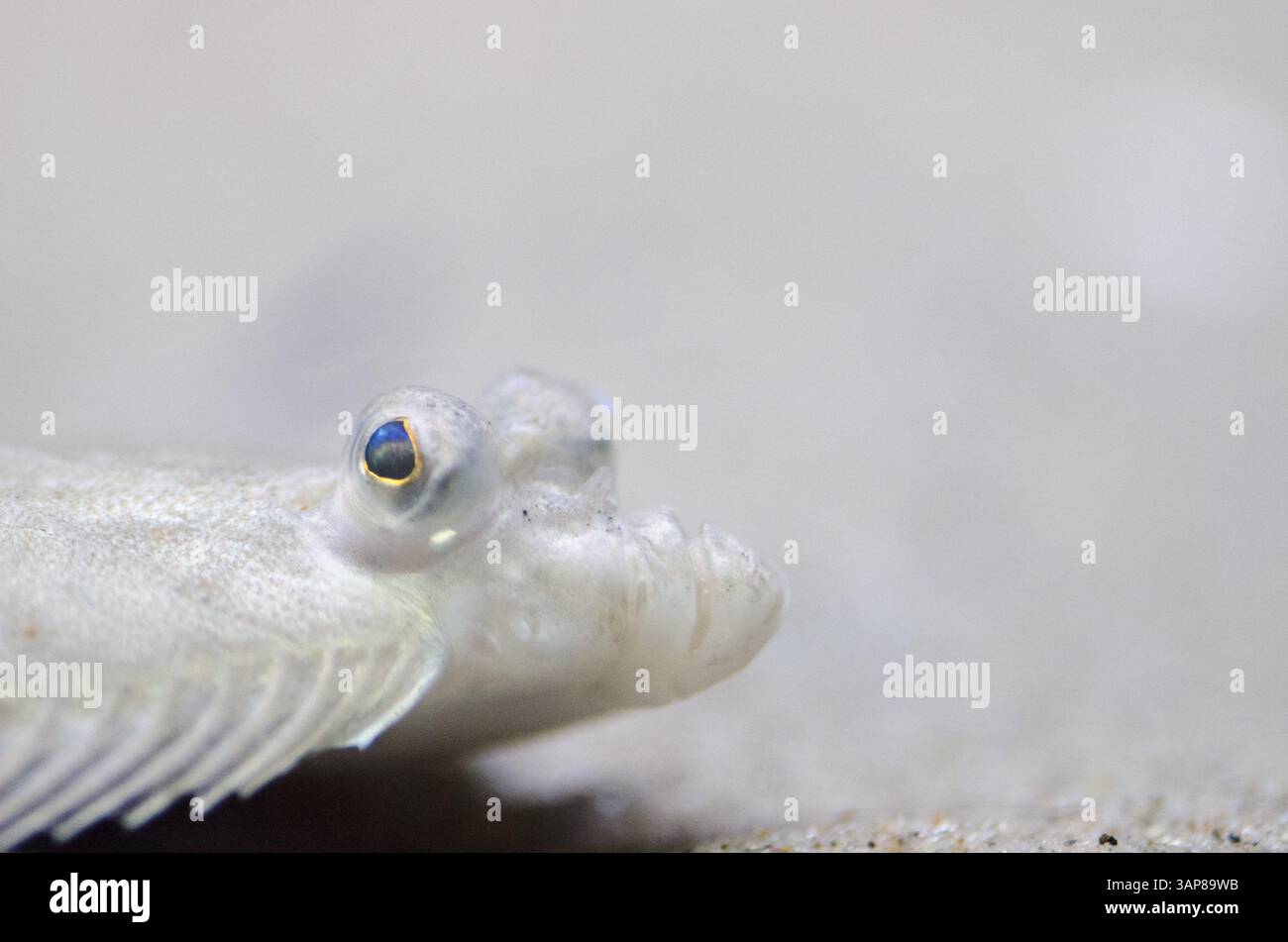 European plaice, Pleuronectes platessa, in its natural environment ...