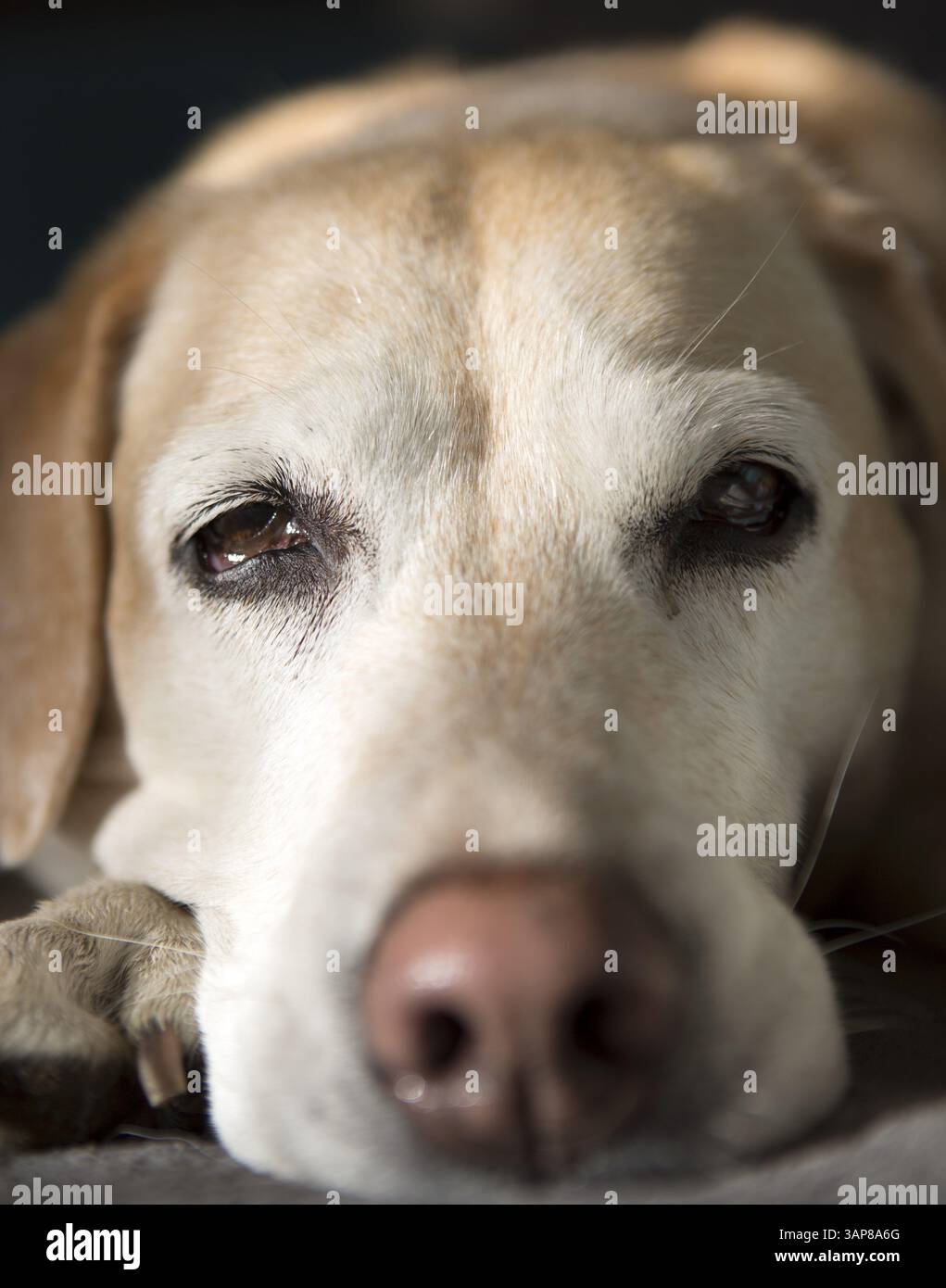 Old Labrador dog sunbathing on a sofa Stock Photo - Alamy