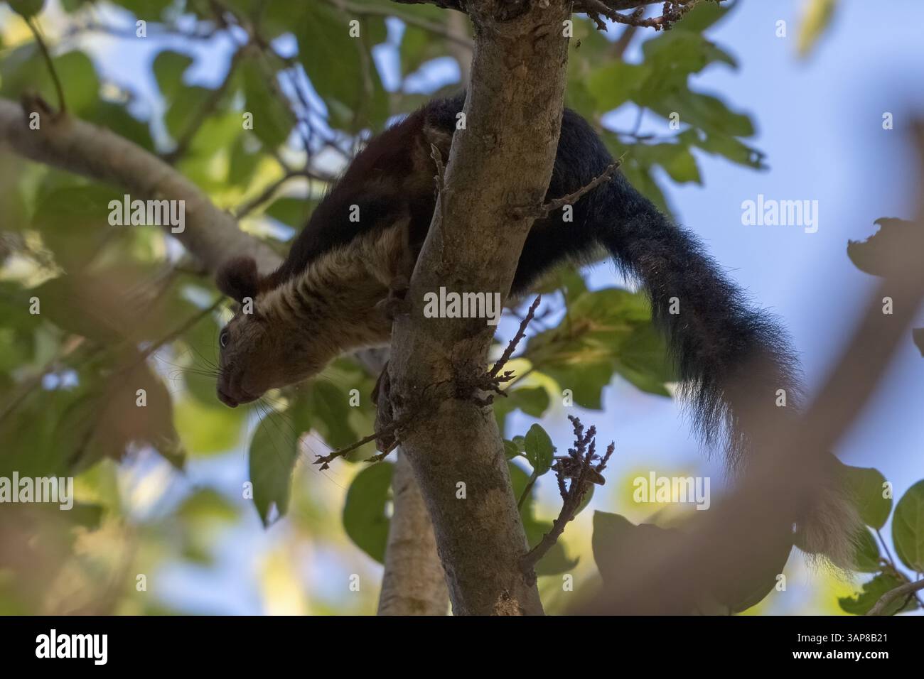 Giant squirrel (Ratufa indica), species of giant squirrel (genus Ratufa ...