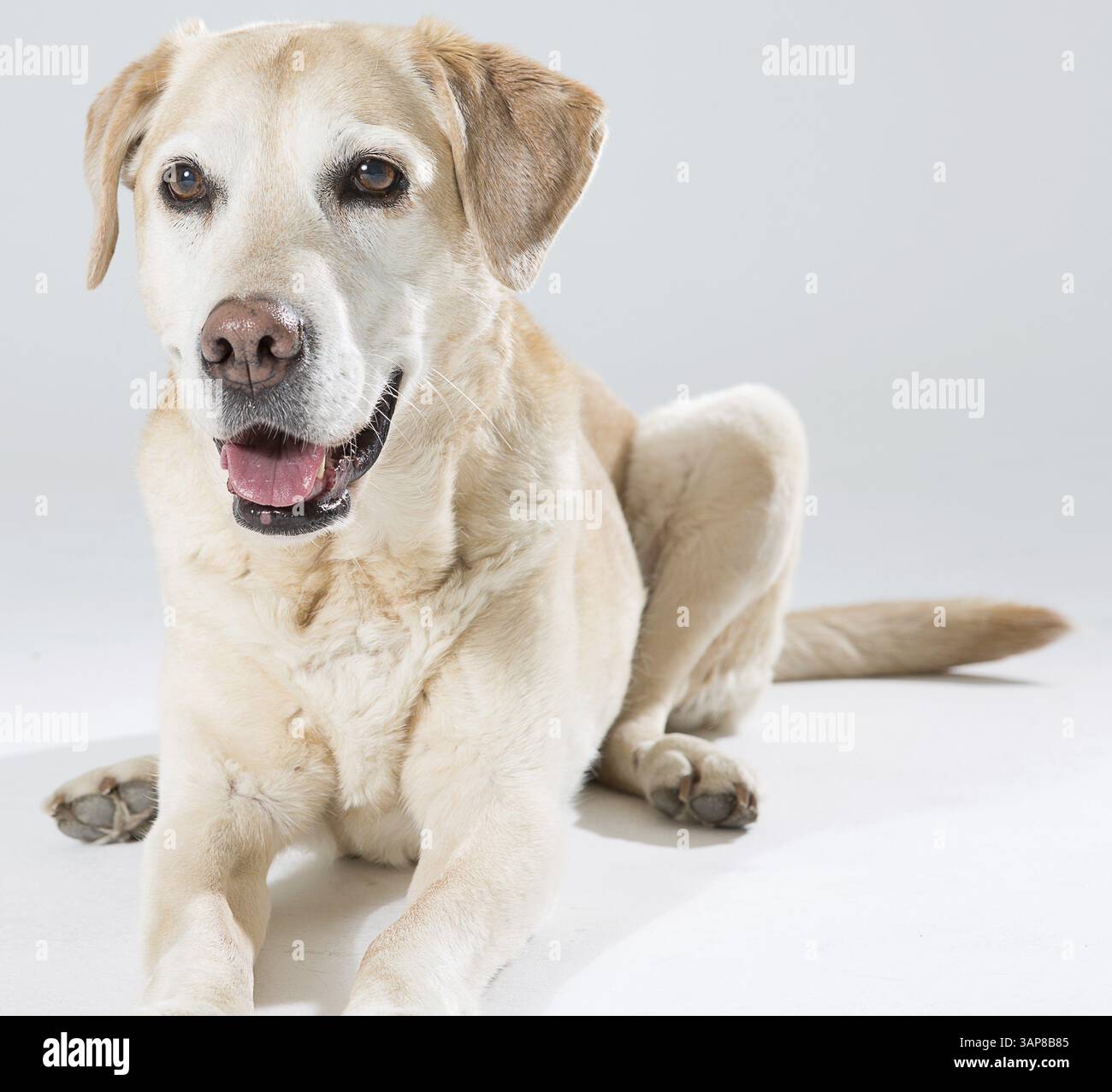 Blonde Labrador in the photo studio, 2016 Stock Photo - Alamy