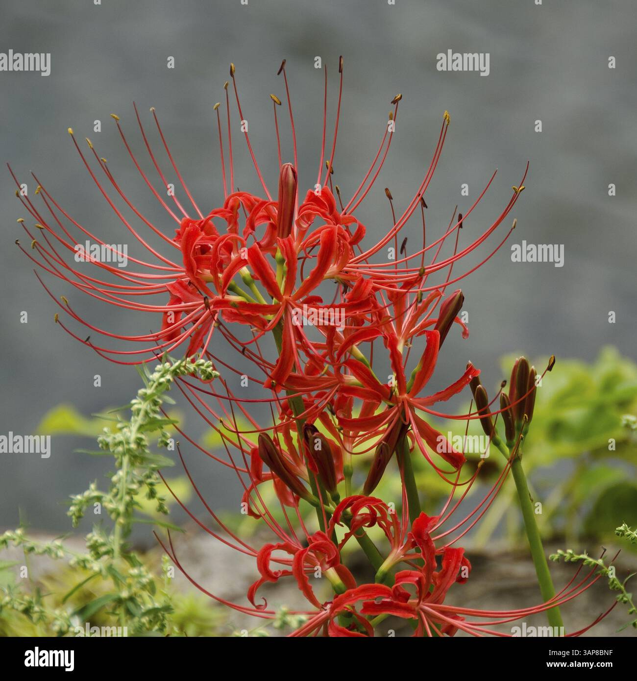 Flowers of the Red spider lily, Lycoris radiata, Suita, Japan, Asia ...
