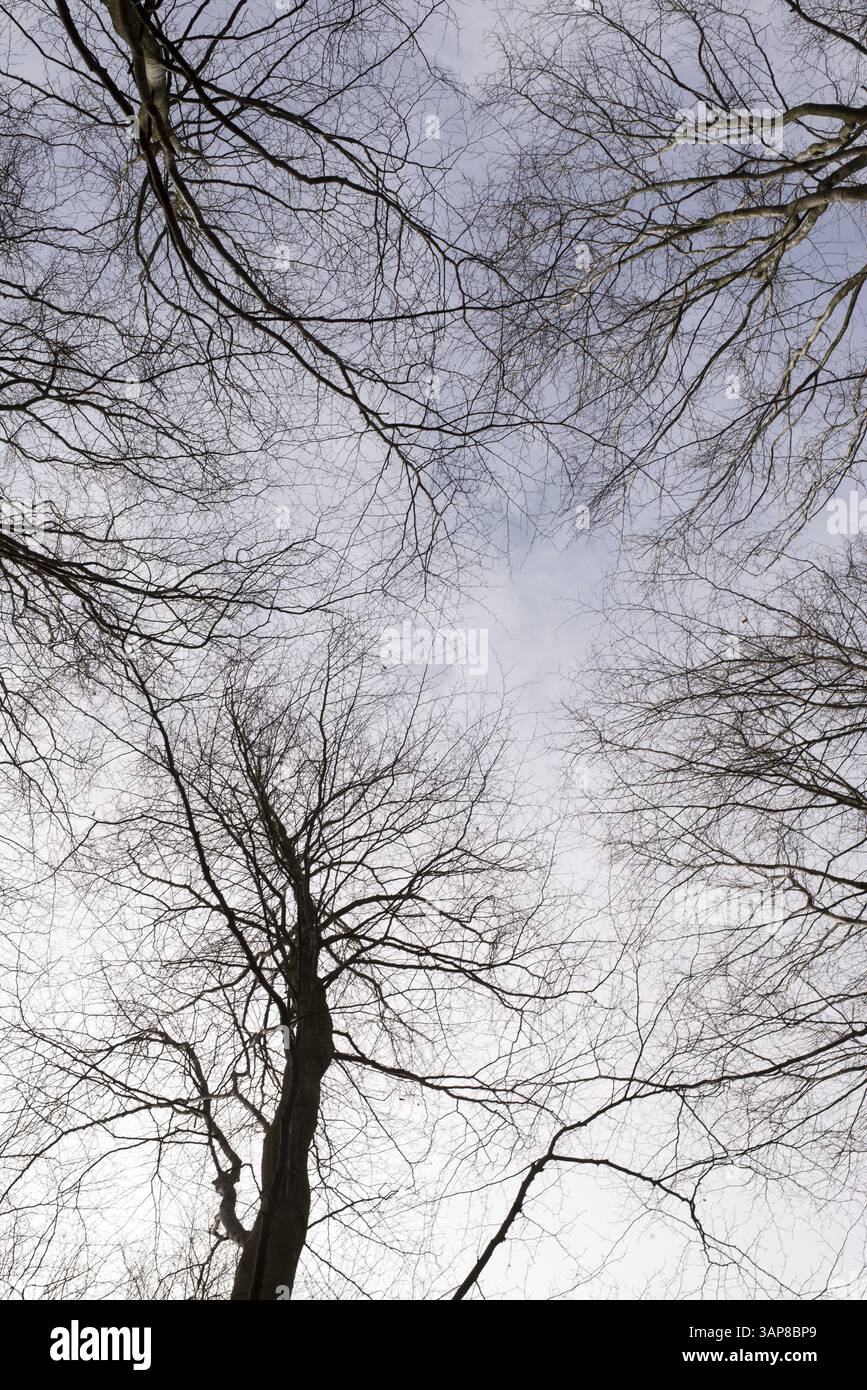 Deciduous beech forest canopy as seen from below in winter without ...