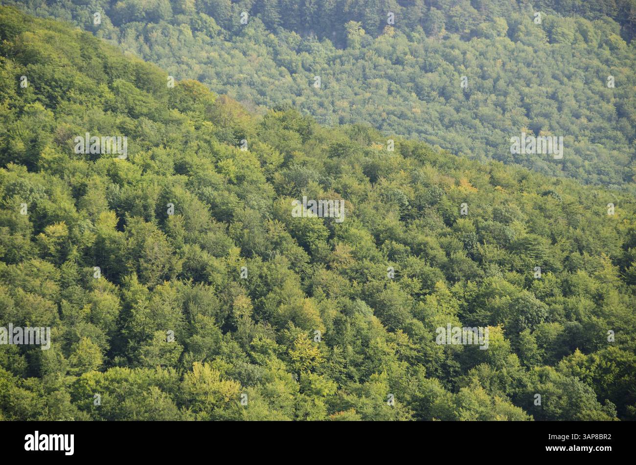 Deciduous beech forest canopy as seen from above in summer in Germany ...