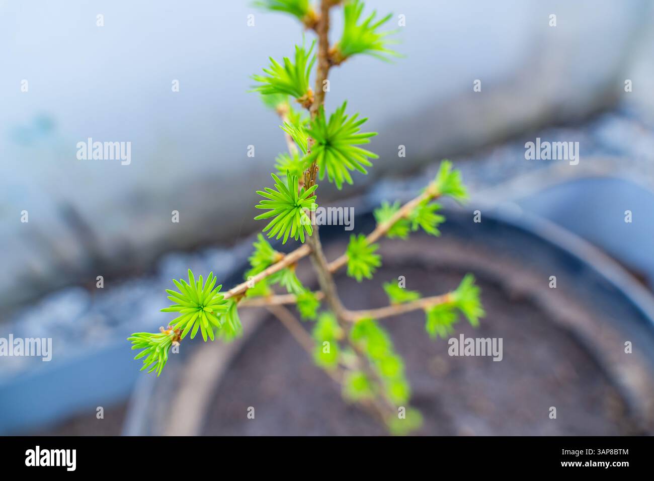 Larch seedling growing in hi-res stock photography and images - Alamy