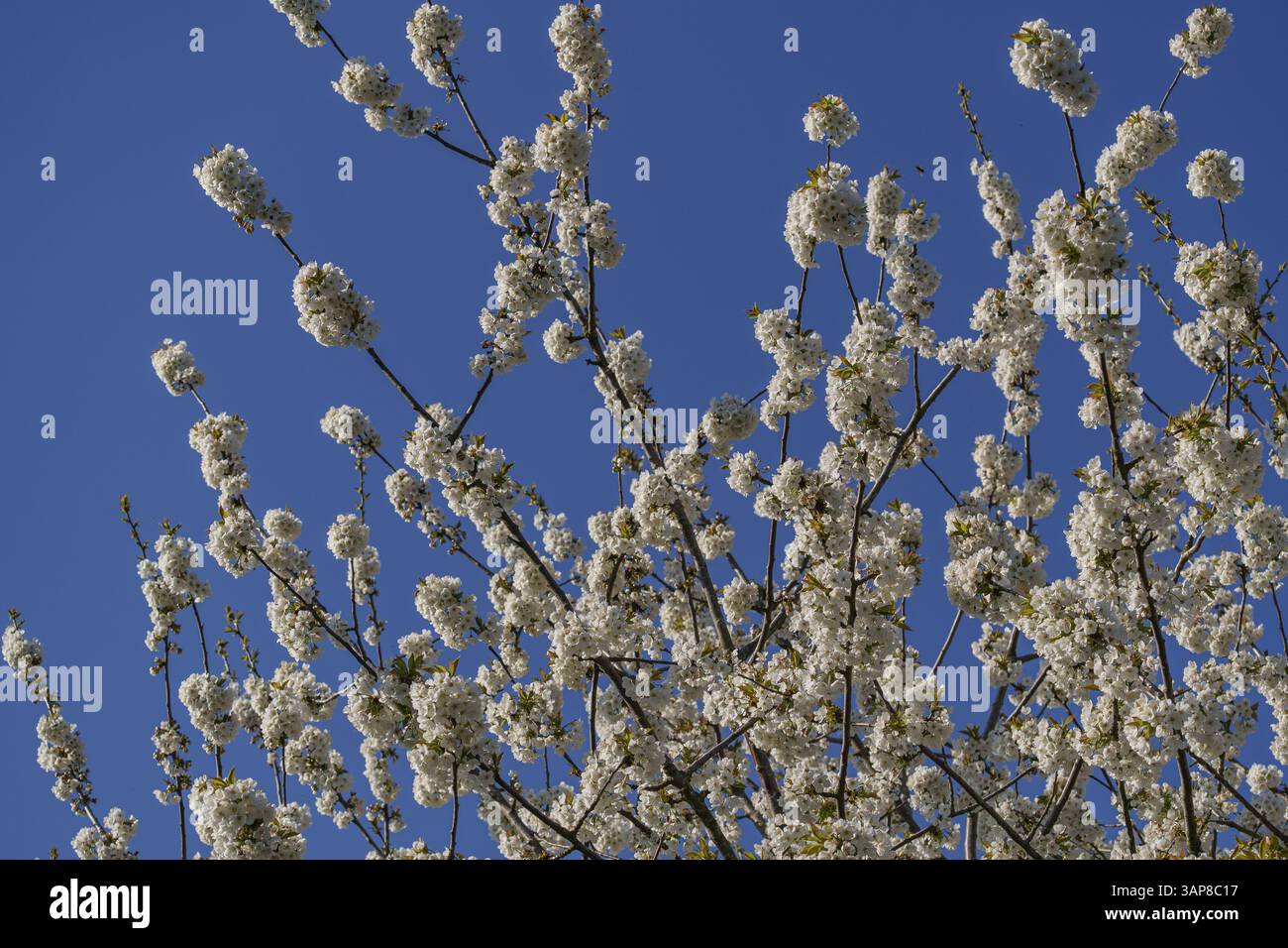 Dense clusters of cherry blossoms fill the sky under clear blue skies ...