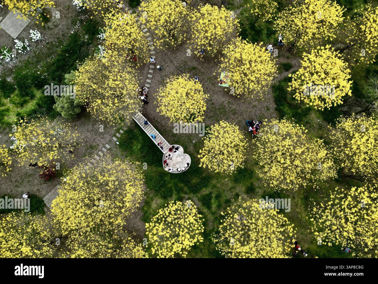 **CHINESE MAINLAND, HONG KONG, MACAU AND TAIWAN OUT** Tabebuia ...