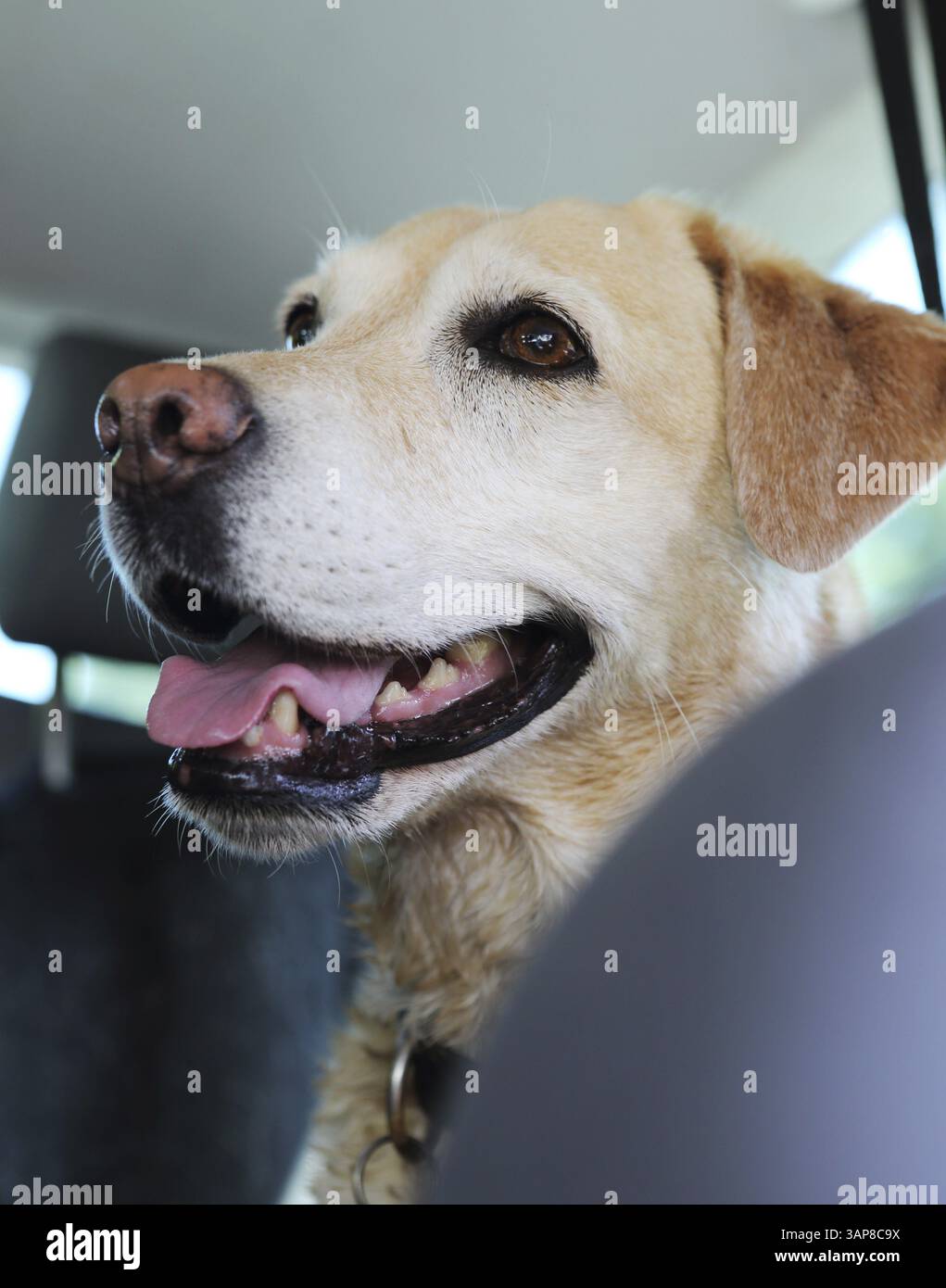 Blonde Labrador waiting in the back seat of the car Stock Photo - Alamy