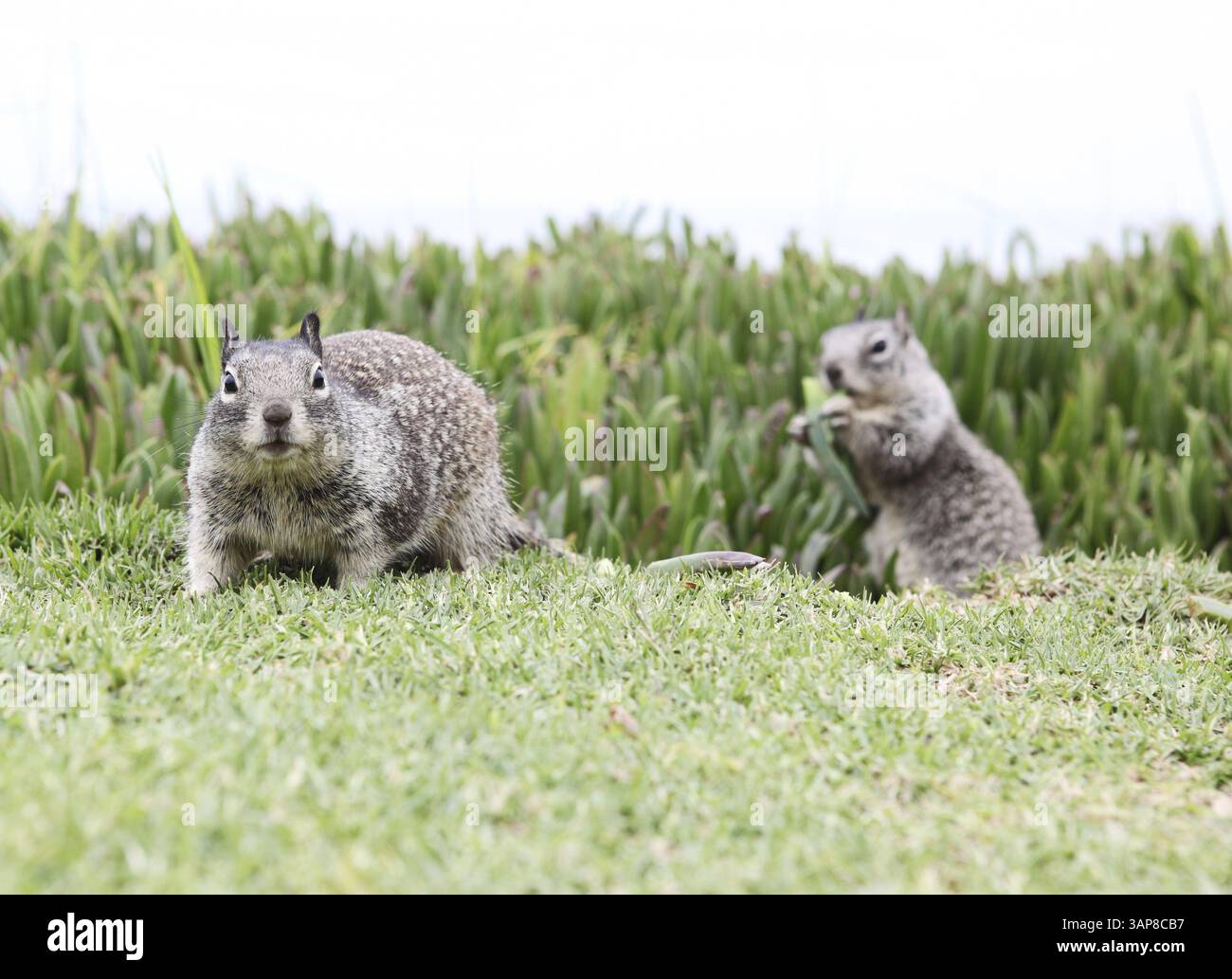 Two grey squirrels in front of their burrow in a meadow, 2013 Stock ...