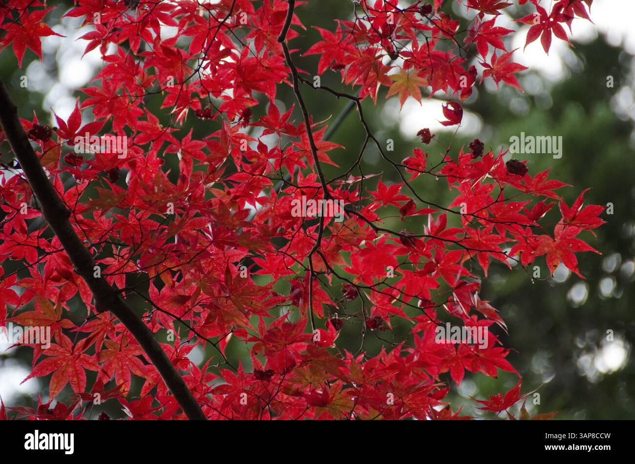 Red leaves of the japanese maple Acer palmatum in autumn, foliage ...