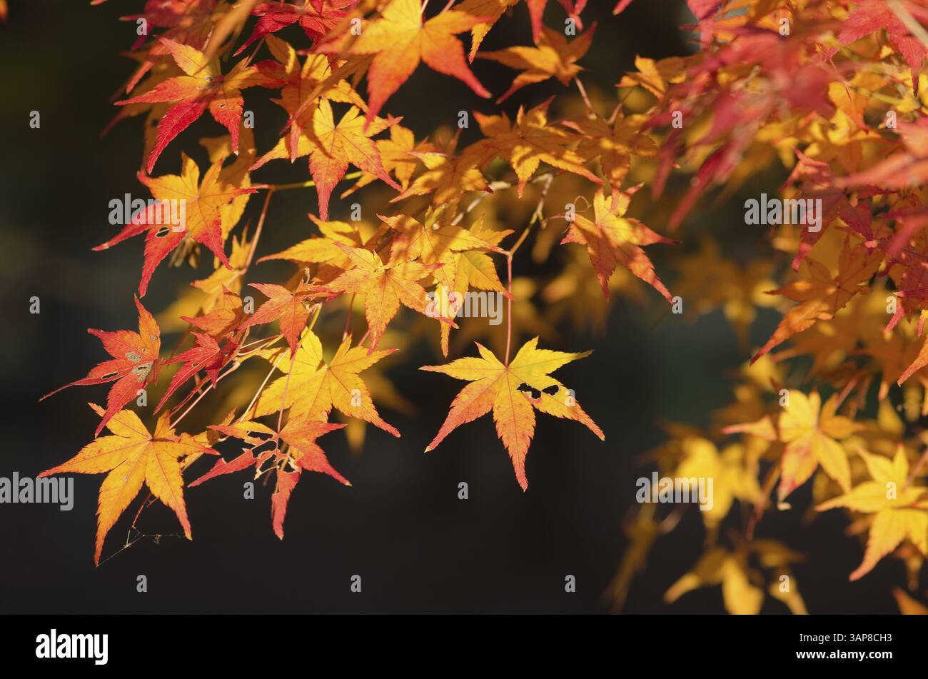 Red leaves of the japanese maple in autumn, foliage, Osaka, Japan, Asia ...