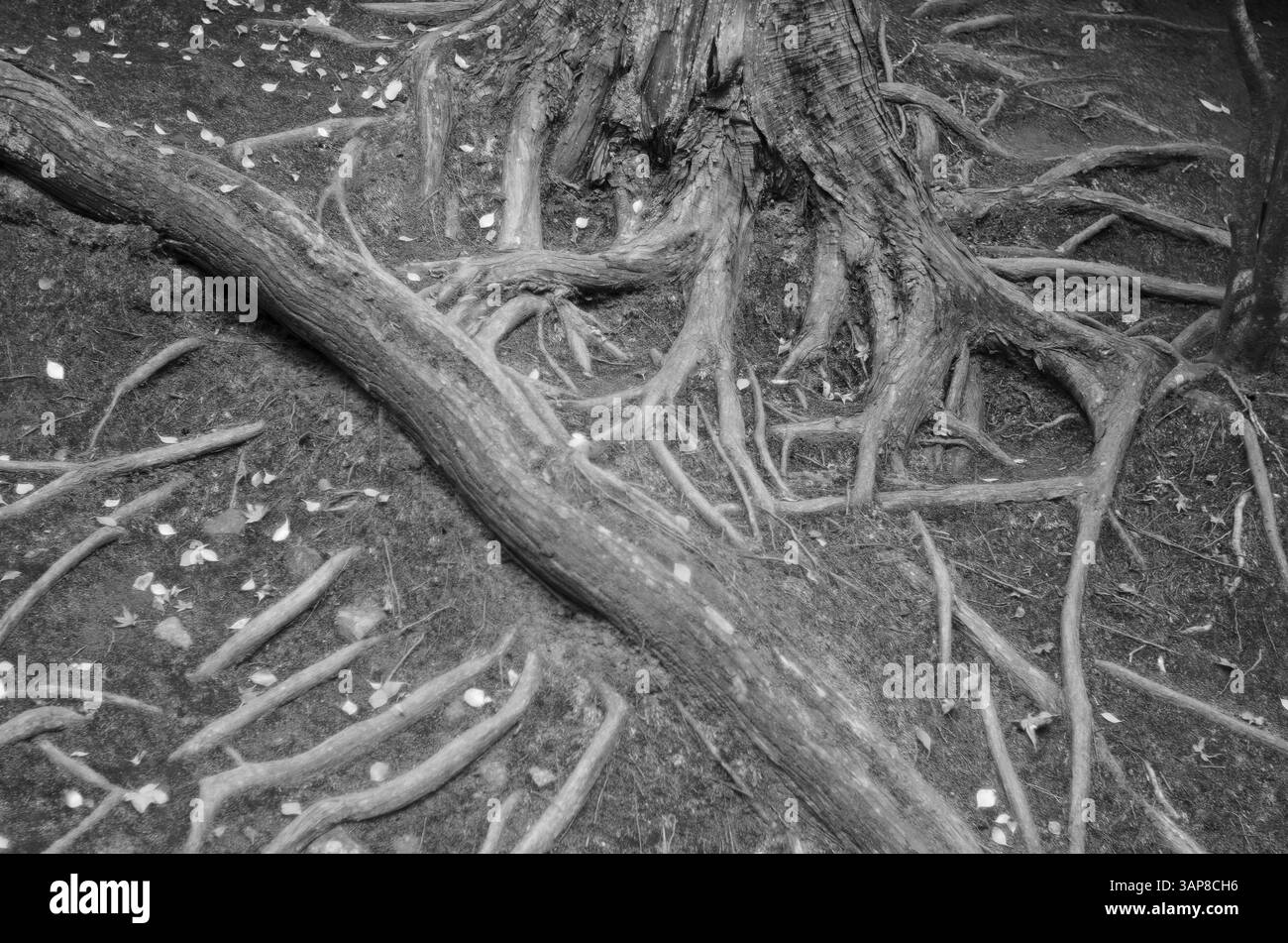 Detailed root structure Black and White Stock Photos & Images - Alamy