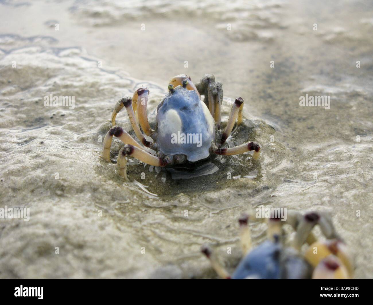 Mictyris longicarpus, soldier crab on a beach in australia, Australia ...