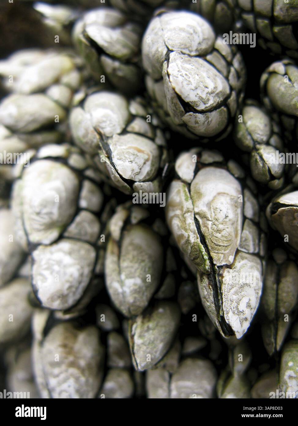 Goose barnacles, Pollicipes polymerus, in the intertidal of san juan ...