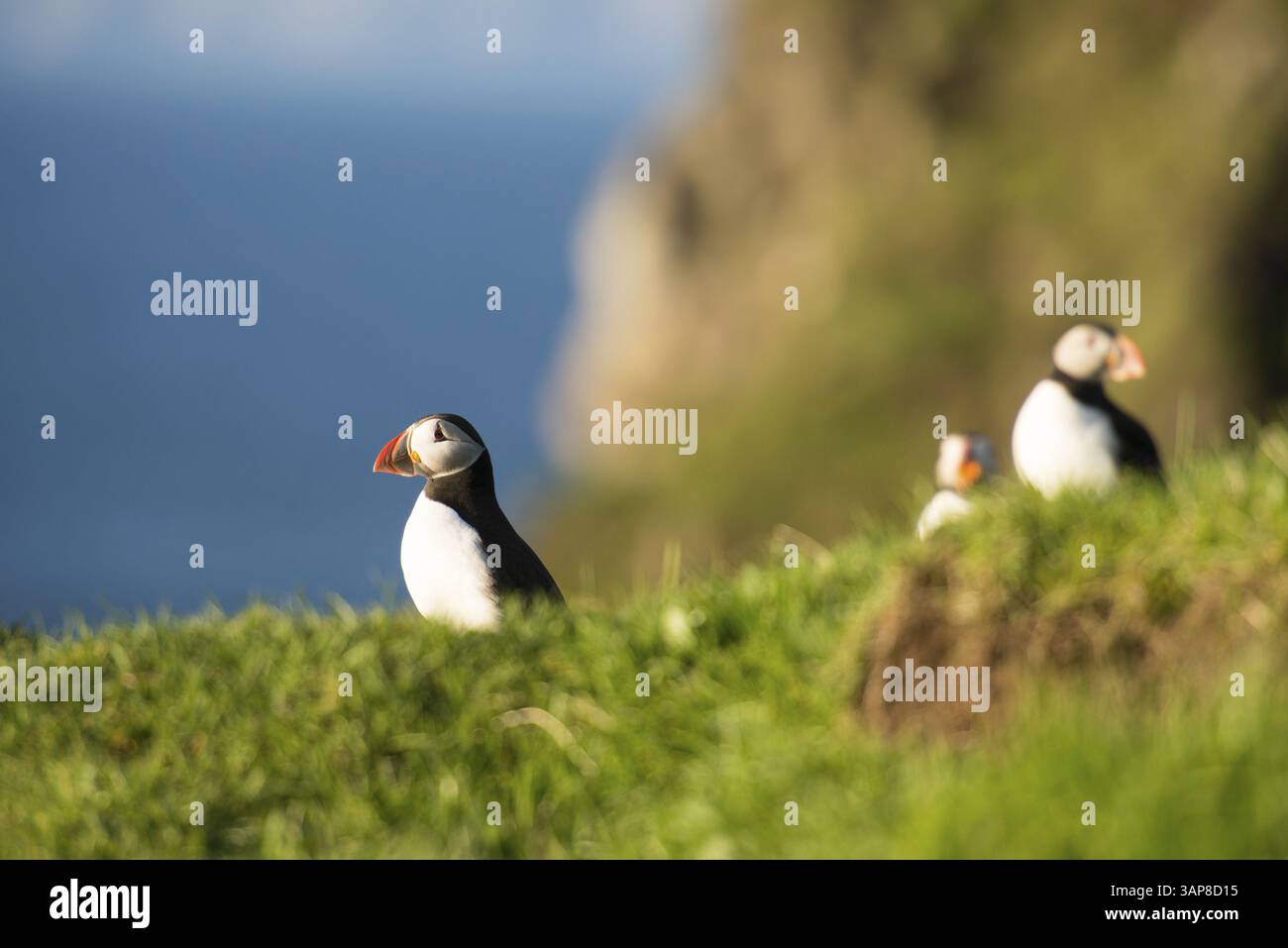 Atlantic puffins, Fratercula arctica sitting on a cliff on the Faroe ...