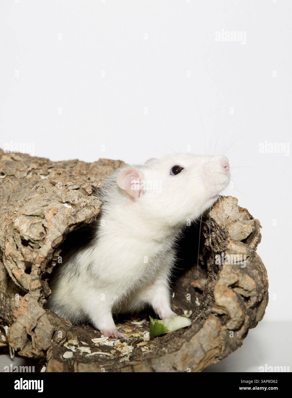 A small pet rat looks out of a tree stump hollow Stock Photo - Alamy